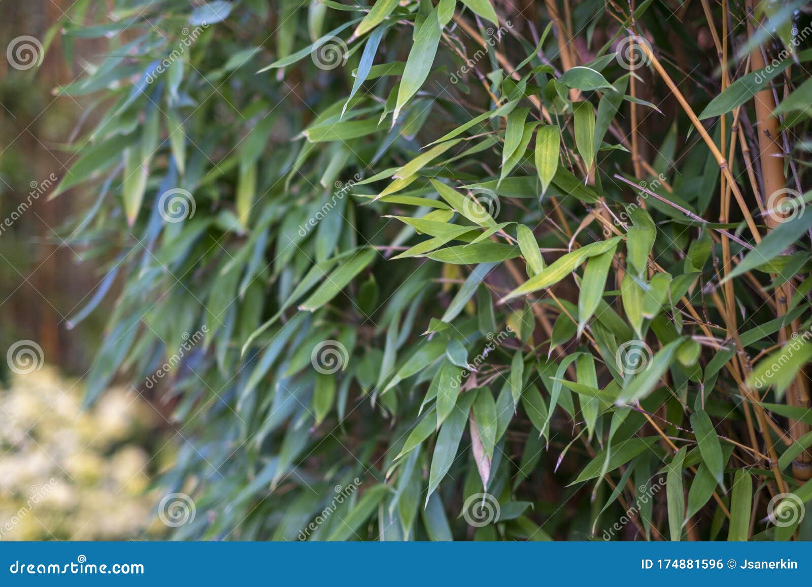Leafy Bamboo Hedge Thicket Screen Stock Photo - Image of leaves, border ...