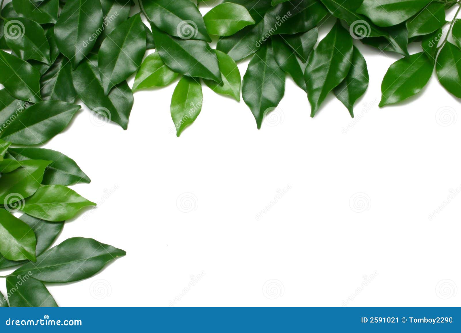 Leafy Border stock image. Image of nature, green, isolated - 2591021