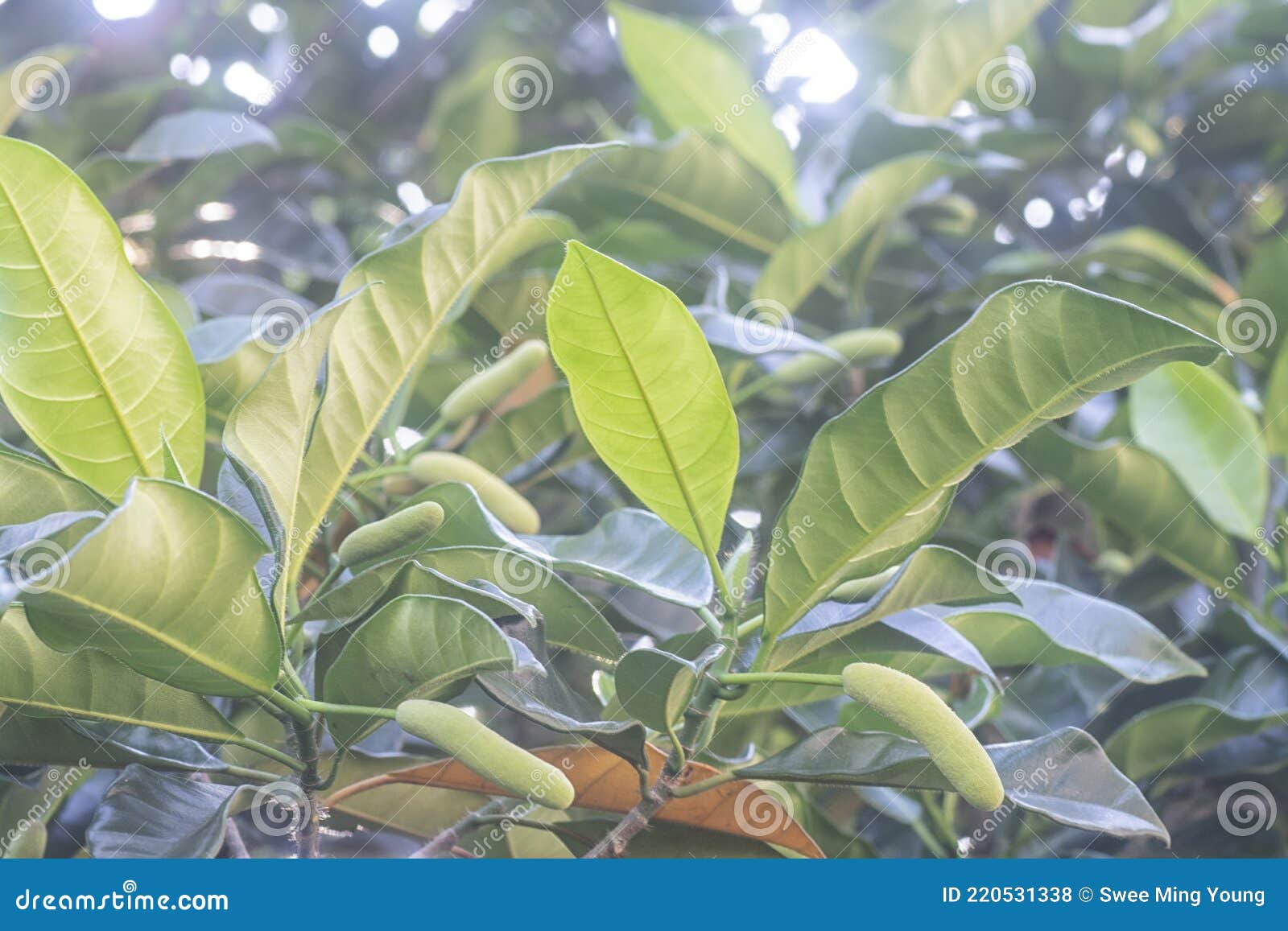 Shoot Leaves On Sky Background Royalty-Free Stock Photography ...