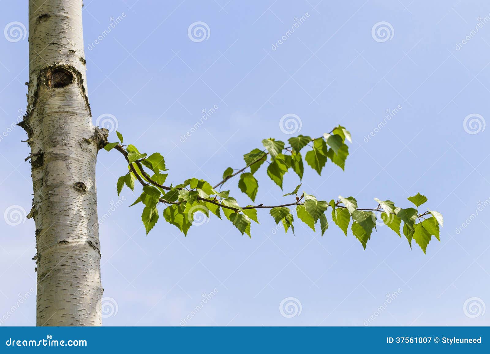 Branch Of Birch Tree Betula Pendula, Silver Birch, Warty Birch ...