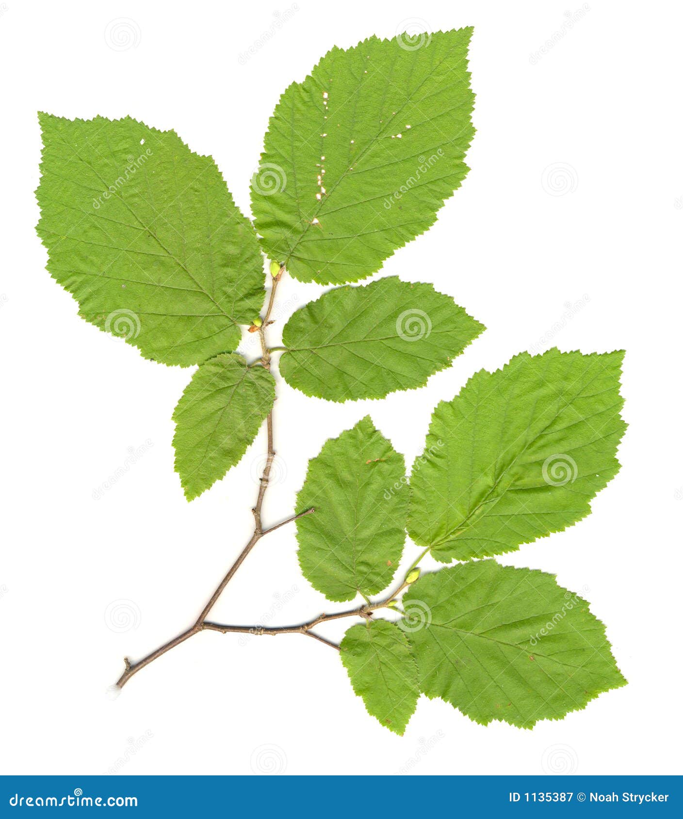 Leafy Branch isolated stock image. Image of anatomy, clipped - 1135387