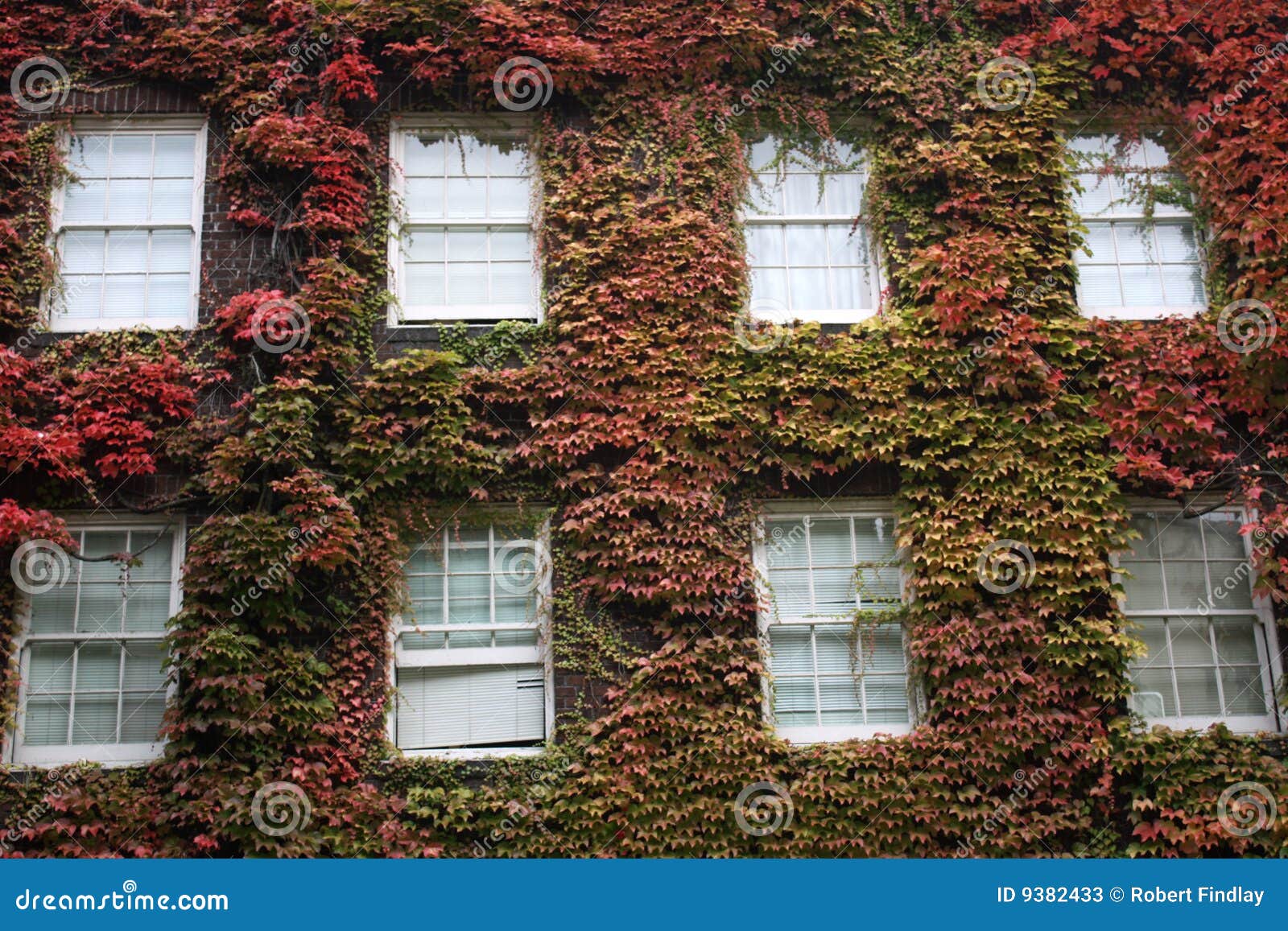 Leafy Brick Wall stock image. Image of colors, autumn - 9382433