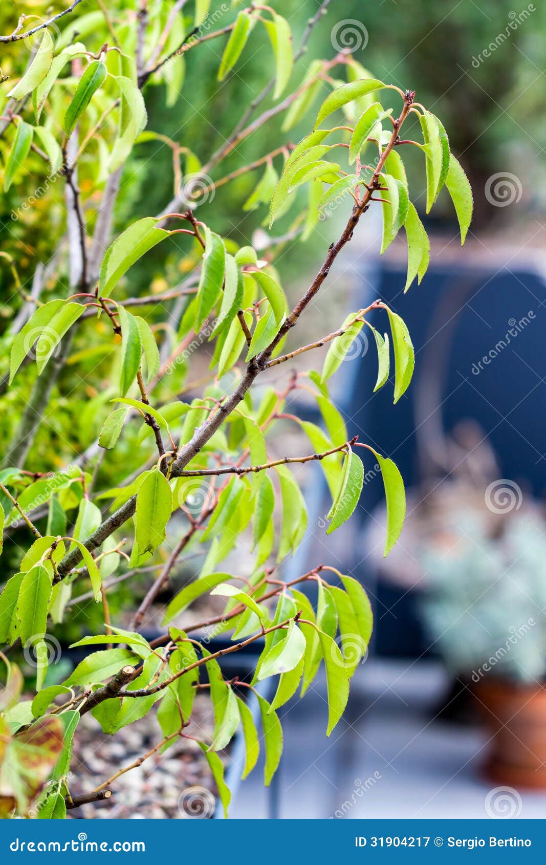 Leafy bush or plant stock image. Image of flora, vegetation - 31904217