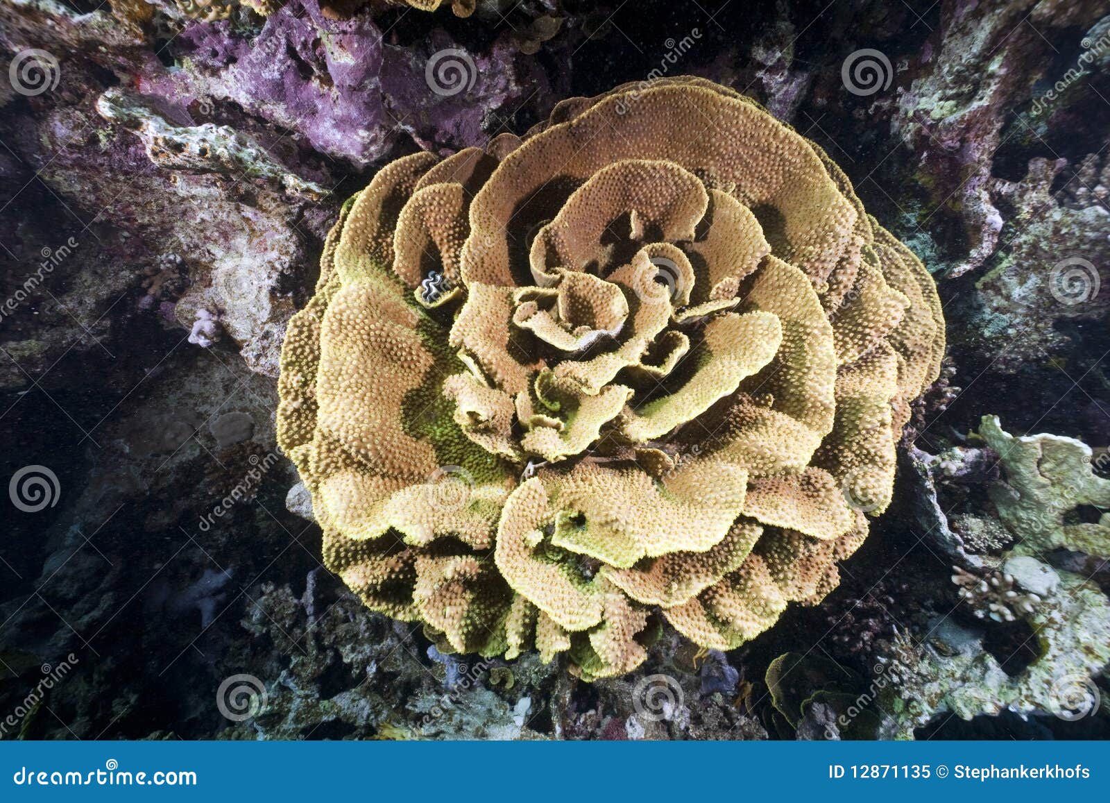 Leafy cup coral stock image. Image of color, beautiful - 12871135
