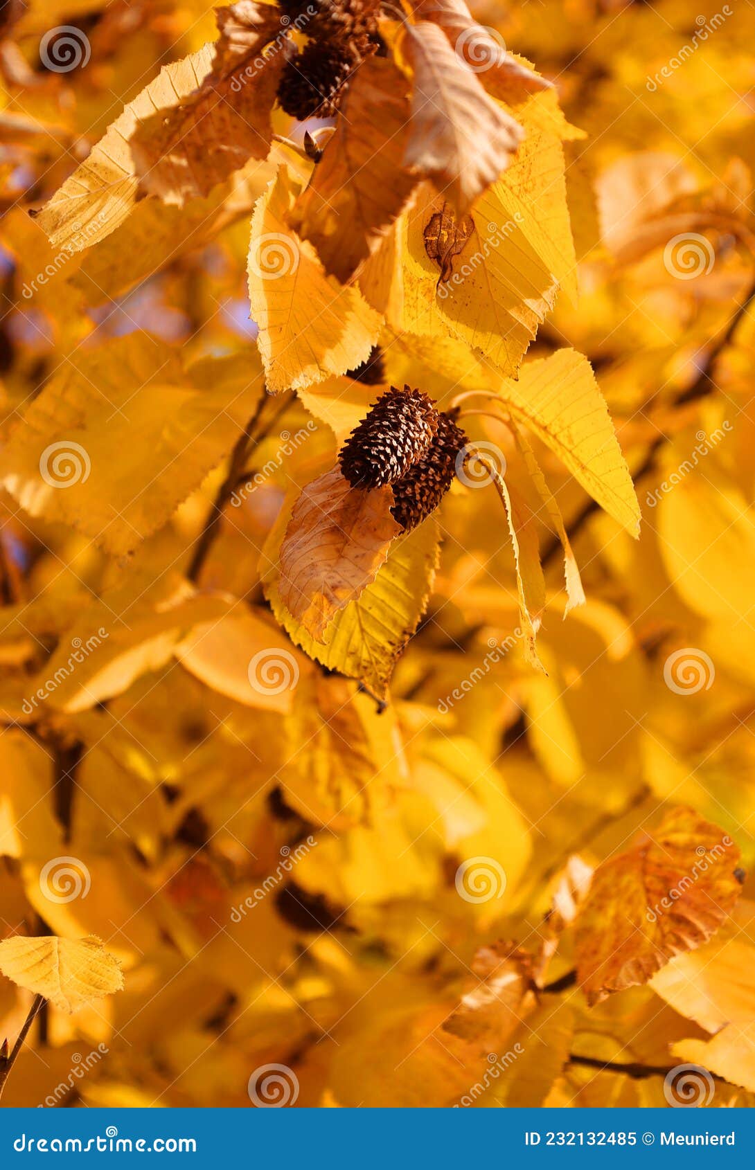 Leafy Deciduous Tree with Seed Heads Stock Image - Image of botanical ...