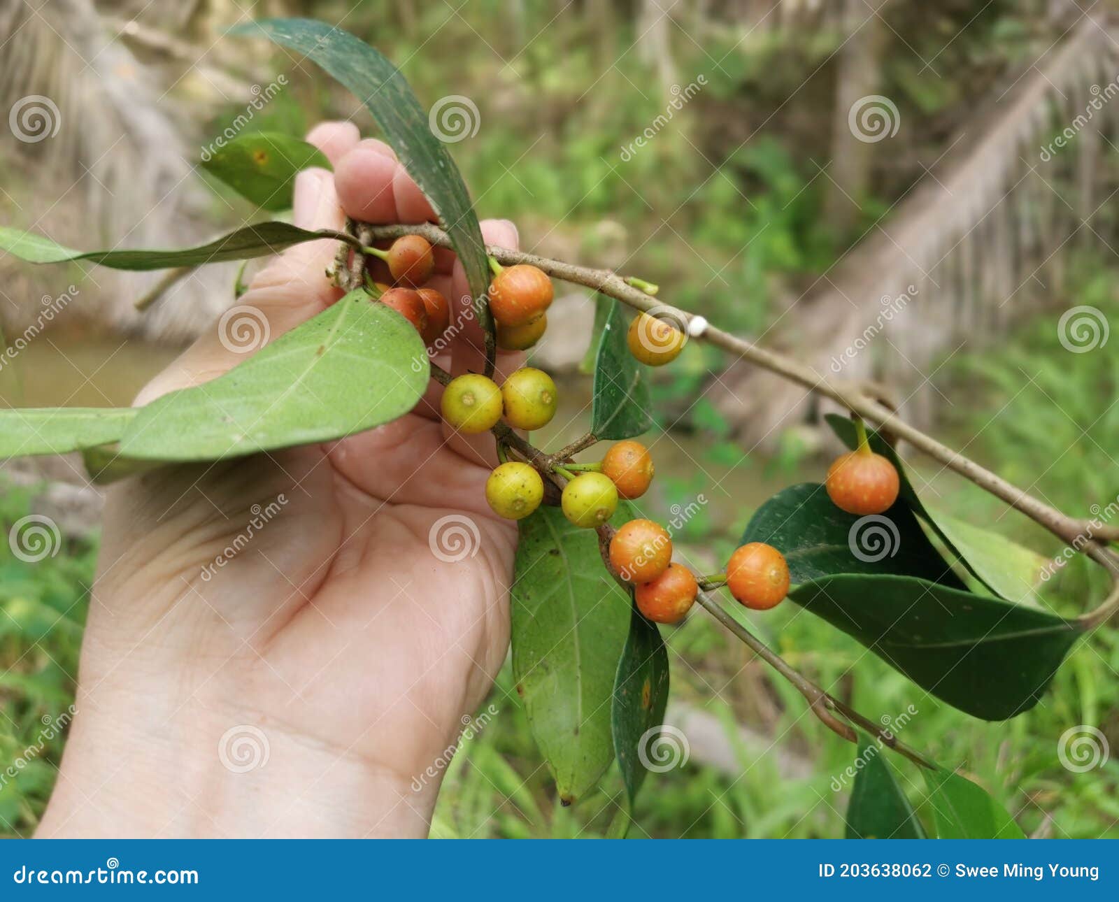 Leafy Ficus Microcarpa and Its Fruits. Stock Photo - Image of ...