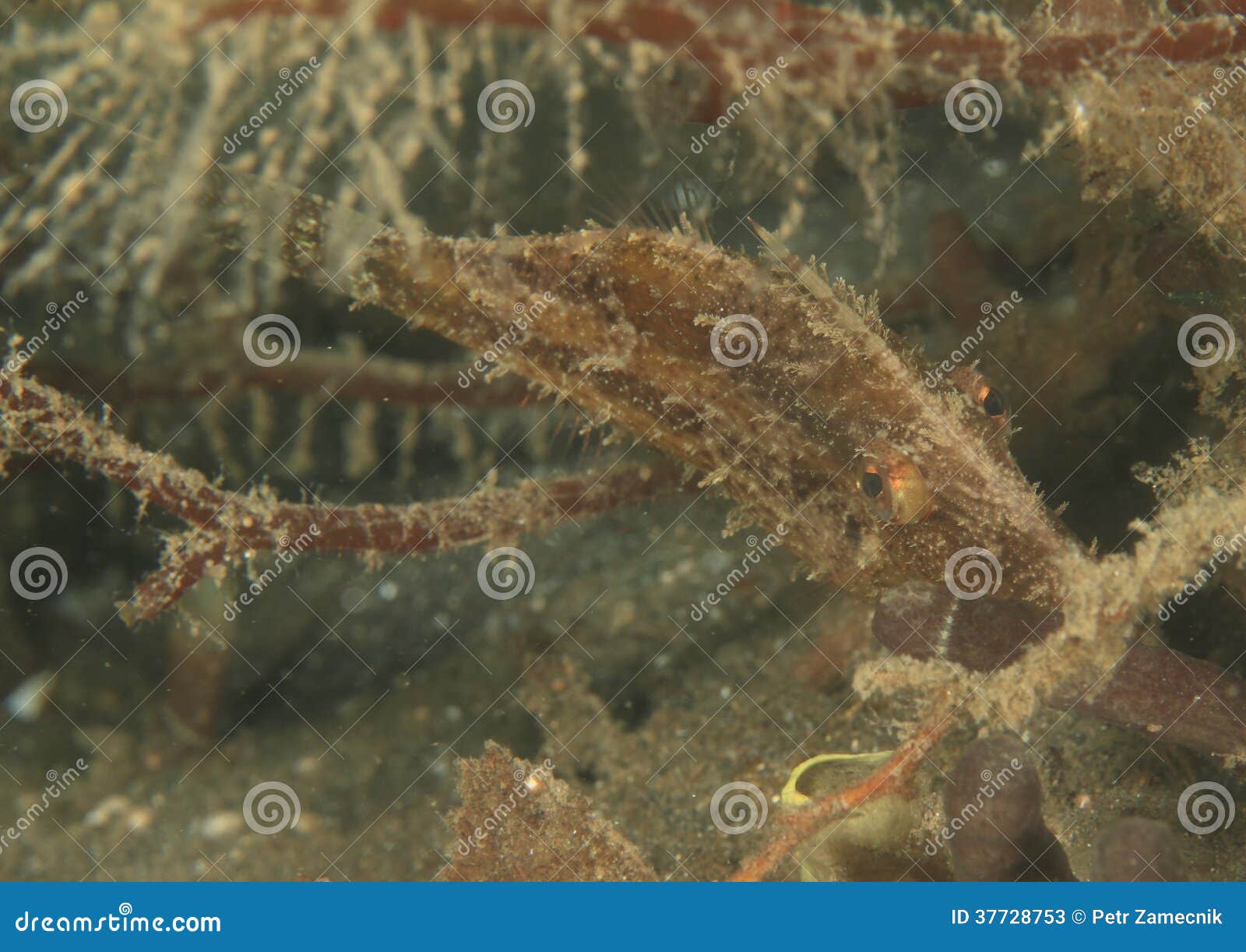Leafy filefish stock image. Image of chaetodermis, sulawesi - 37728753