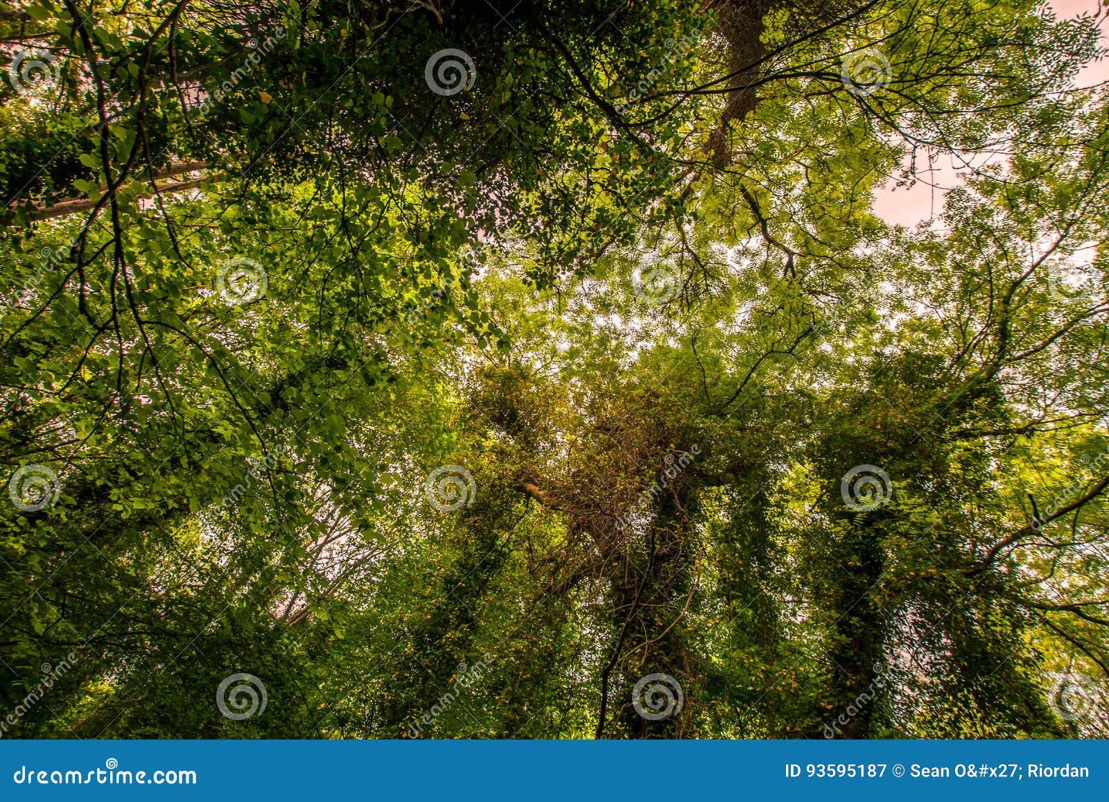 Leafy forest canopy stock image. Image of country, thicket - 93595187