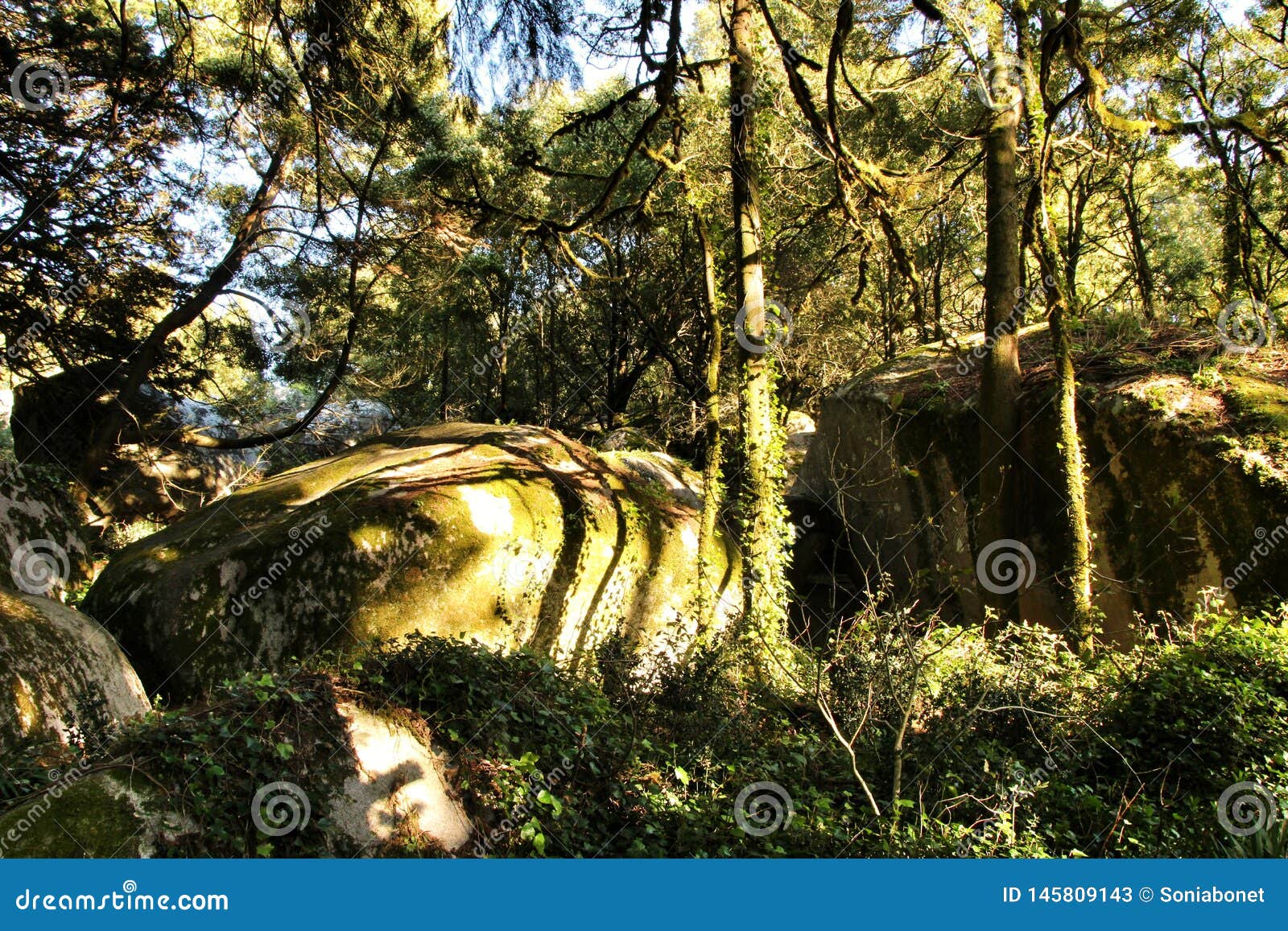 Leafy Forest with Colossal Rock Formations and Trees in Sintra ...
