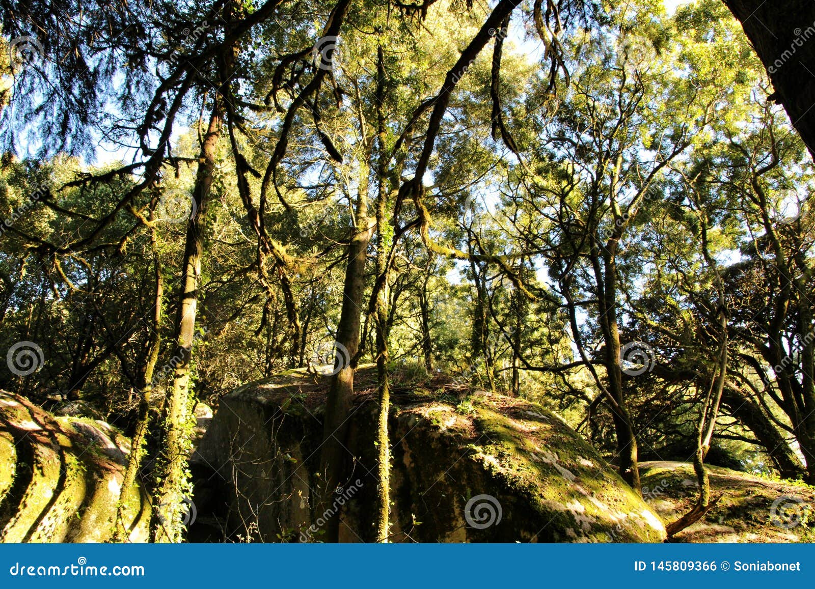 Leafy Forest with Colossal Rock Formations and Trees in Sintra ...