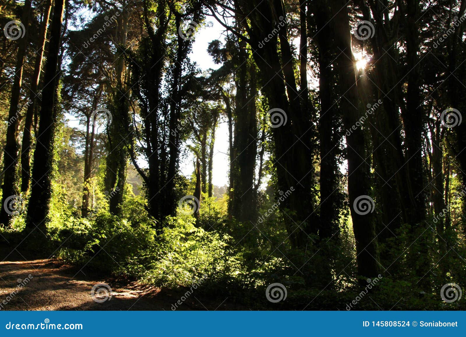 Leafy Forest with Colossal Trees in Sintra Mountains Stock Photo ...
