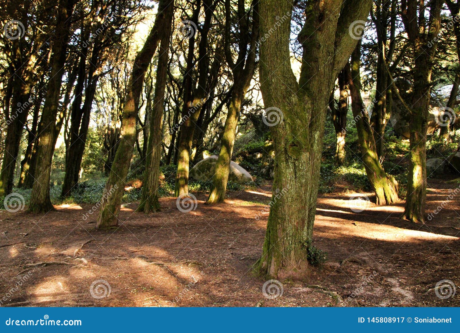 Leafy Forest with Colossal Trees in Sintra Mountains Stock Image ...