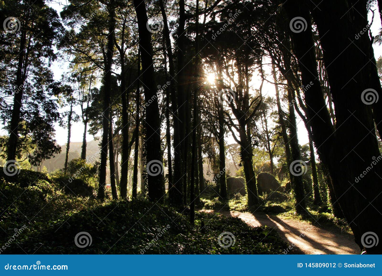 Leafy Forest with Colossal Trees in Sintra Mountains Stock Photo ...
