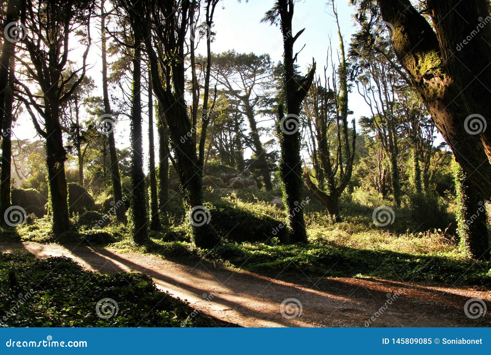 Leafy Forest with Colossal Trees in Sintra Mountains Stock Image ...