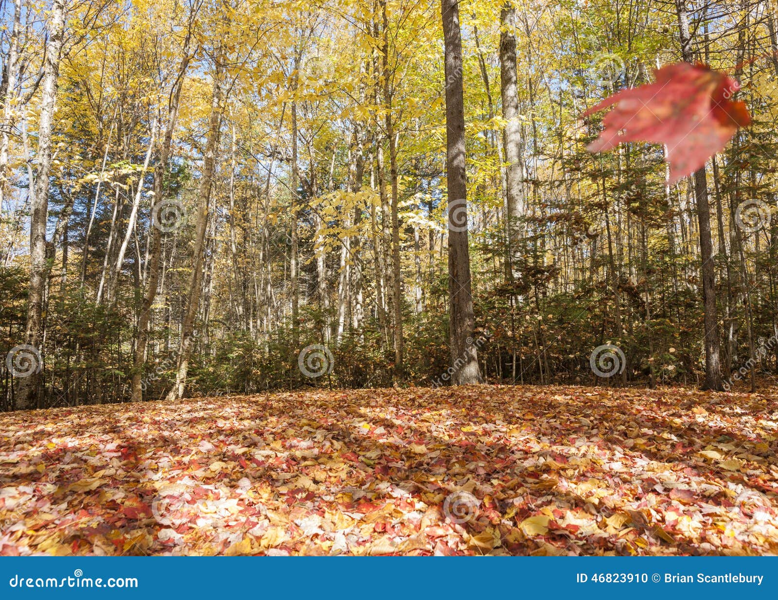 Leafy Forest Floor and Falling Leaf. Stock Photo - Image of beautiful ...