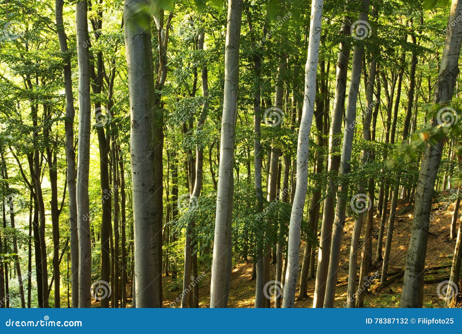 Leafy Green Beech Tree Forest Stock Photo - Image of woodland, leafy ...