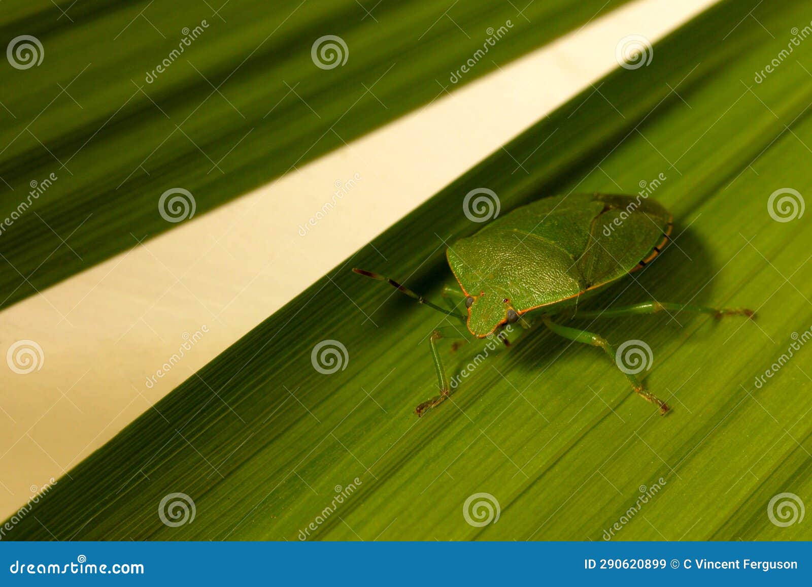 Leafy Green Stink Beetle Insect 03 Stock Image - Image of leafy, viridula: 290620899