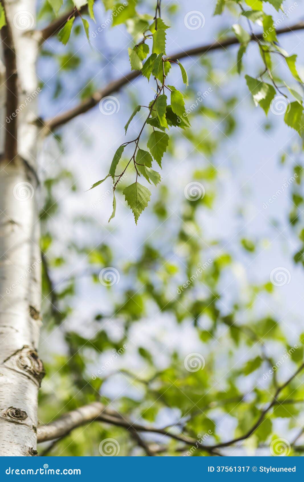 Leafy green birch tree stock image. Image of details - 37561317