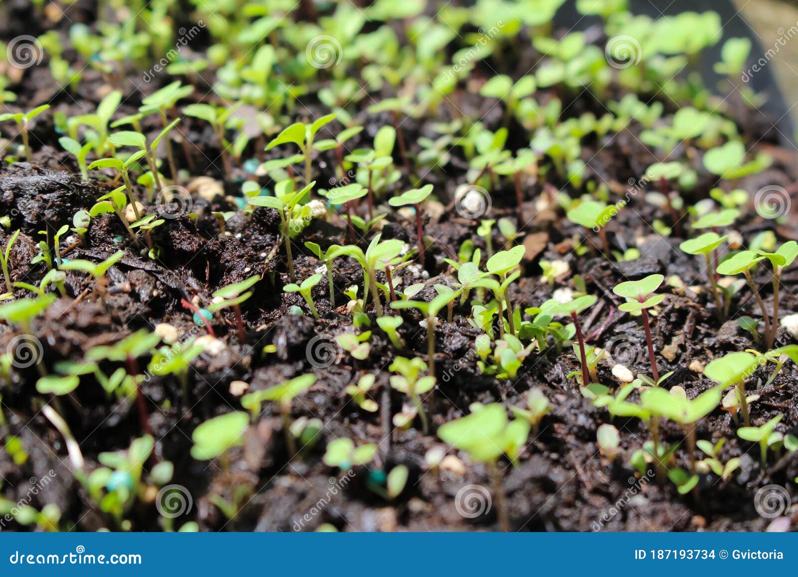 Leafy Green Sprouts in Spring Stock Photo - Image of planted, soil ...