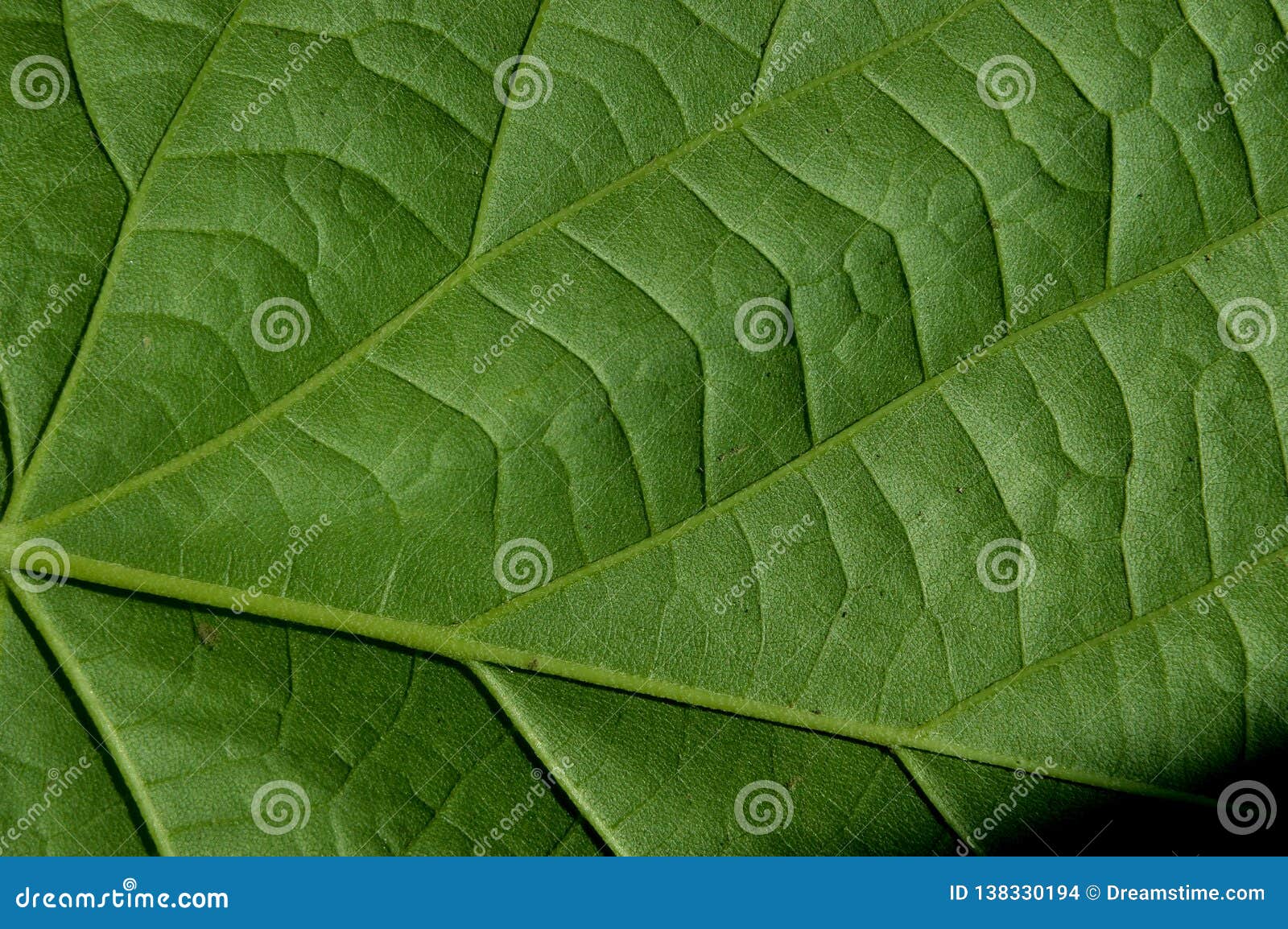 Leafy Green Texture of Green Leaves Stock Photo - Image of combination ...