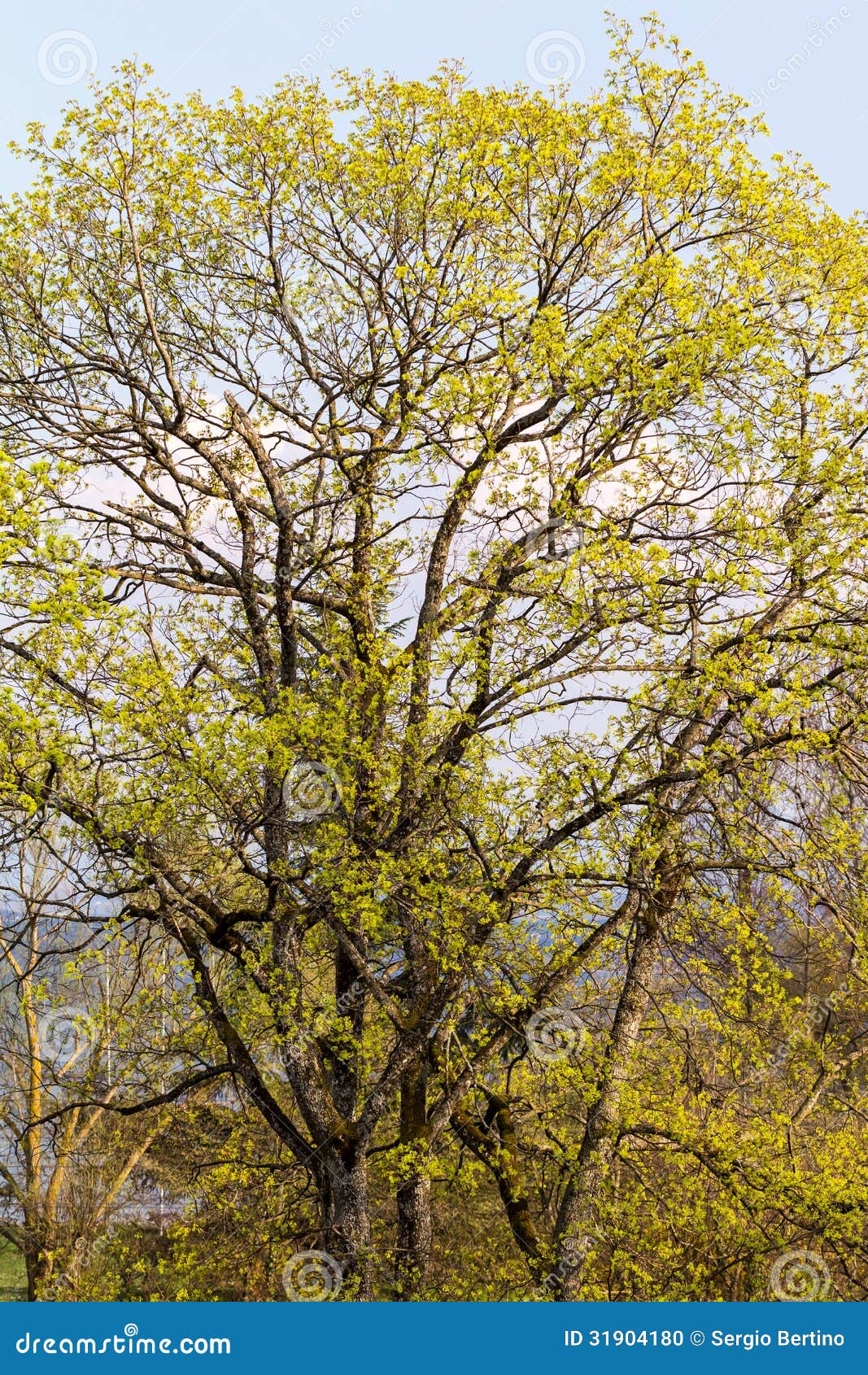 Leafy green tree stock photo. Image of tall, scenery - 31904180