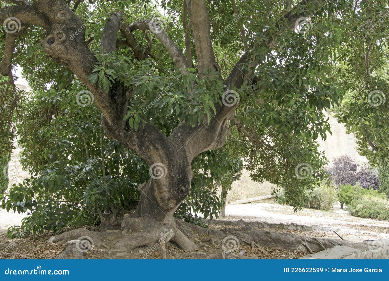 Large Roots Of An Old Wide Tree Royalty-Free Stock Image ...