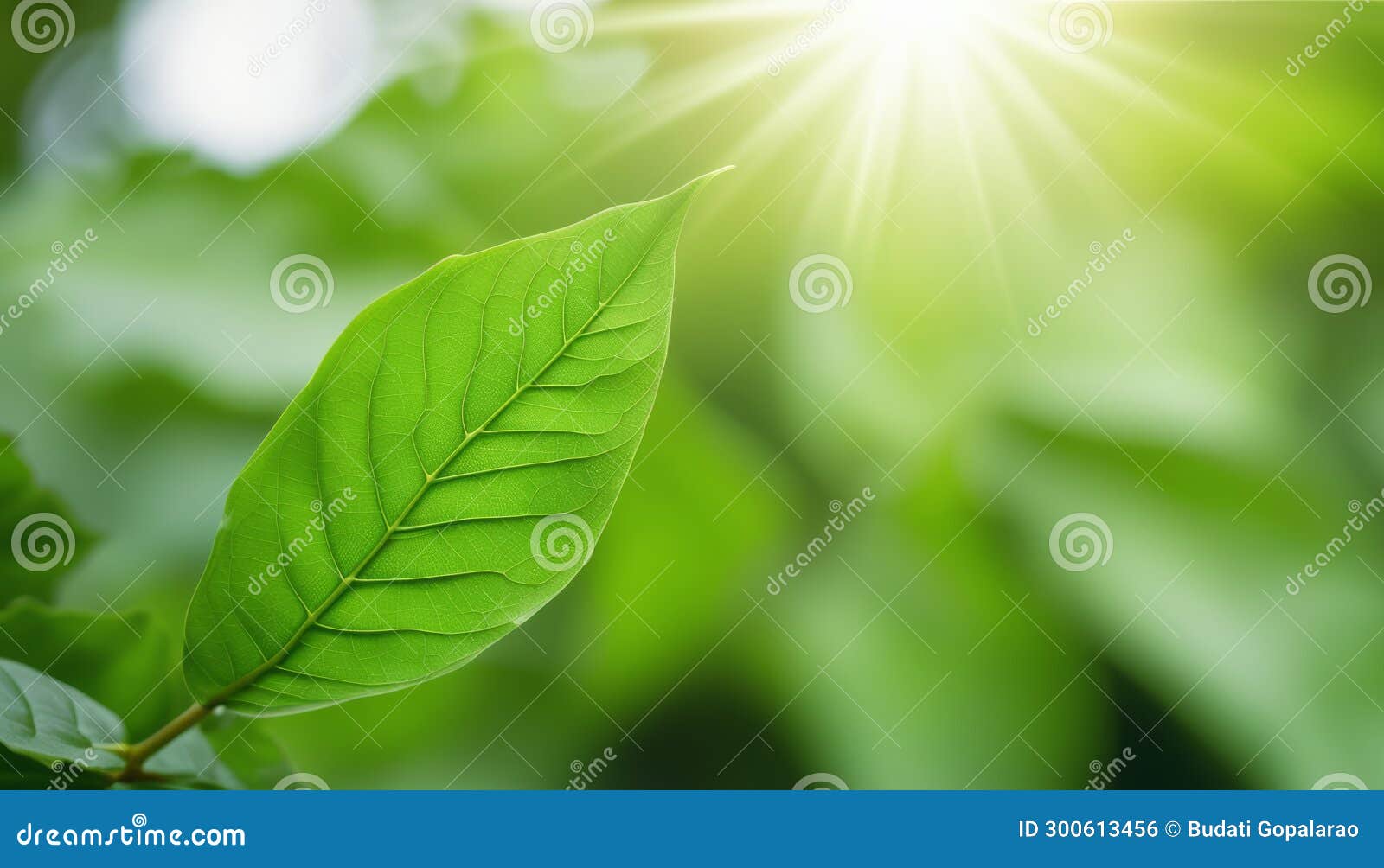 A Leafy Green Tree with Sunlight Shining through Stock Illustration ...