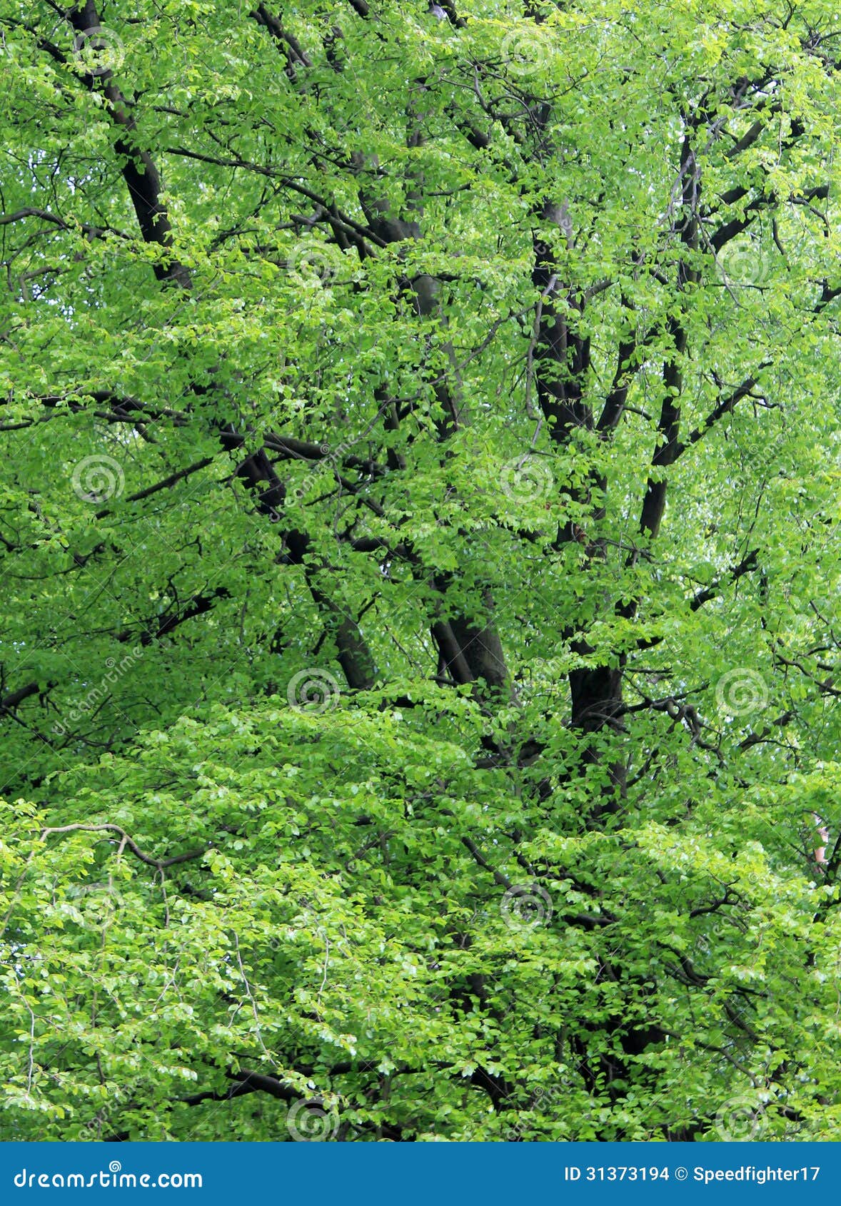 Leafy green trees stock photo. Image of leaves, trees - 31373194
