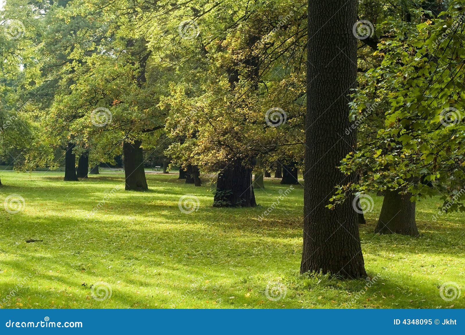 Leafy green trees in park stock image. Image of nature - 4348095