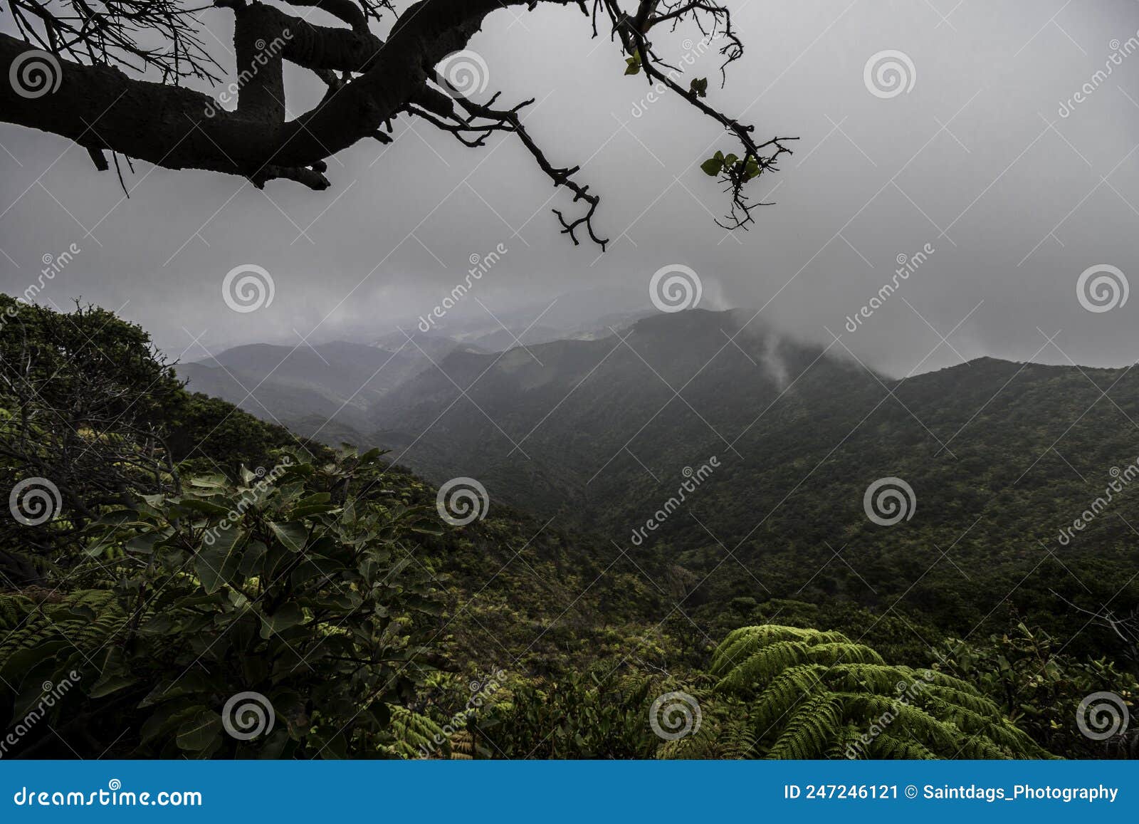 Leafy and Green Tropical Rain Forest of Costa Rica Stock Image - Image ...