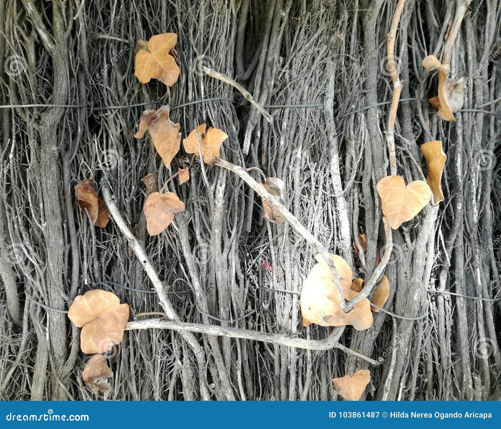 Fence stock image. Image of fall, fence, leave, autumn - 103861487