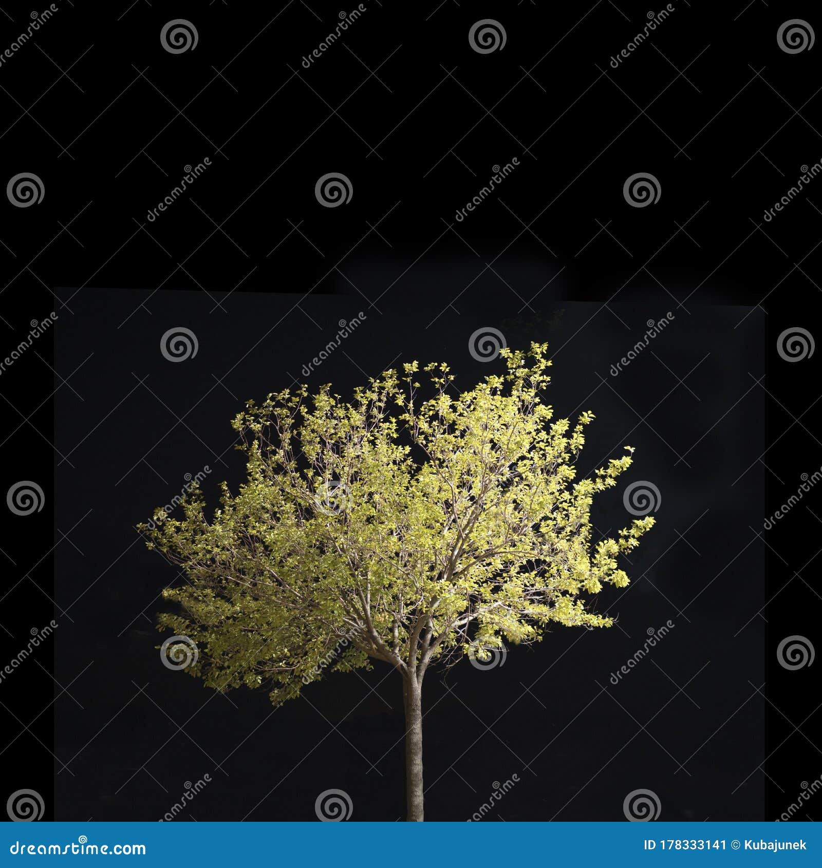 An Isolated Tree on Simple Black Background Stock Image - Image of ...