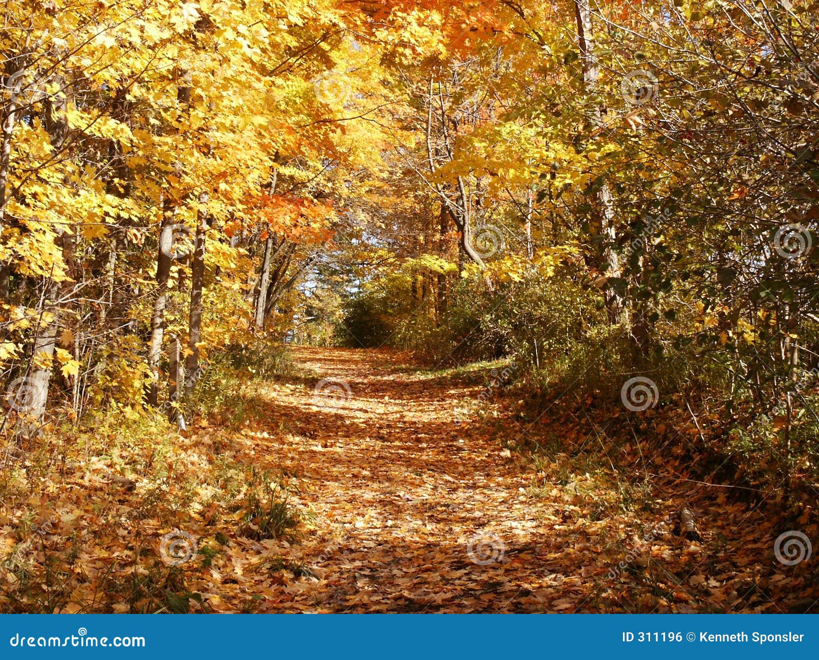 Leafy path stock photo. Image of glowing, colors, woods - 311196