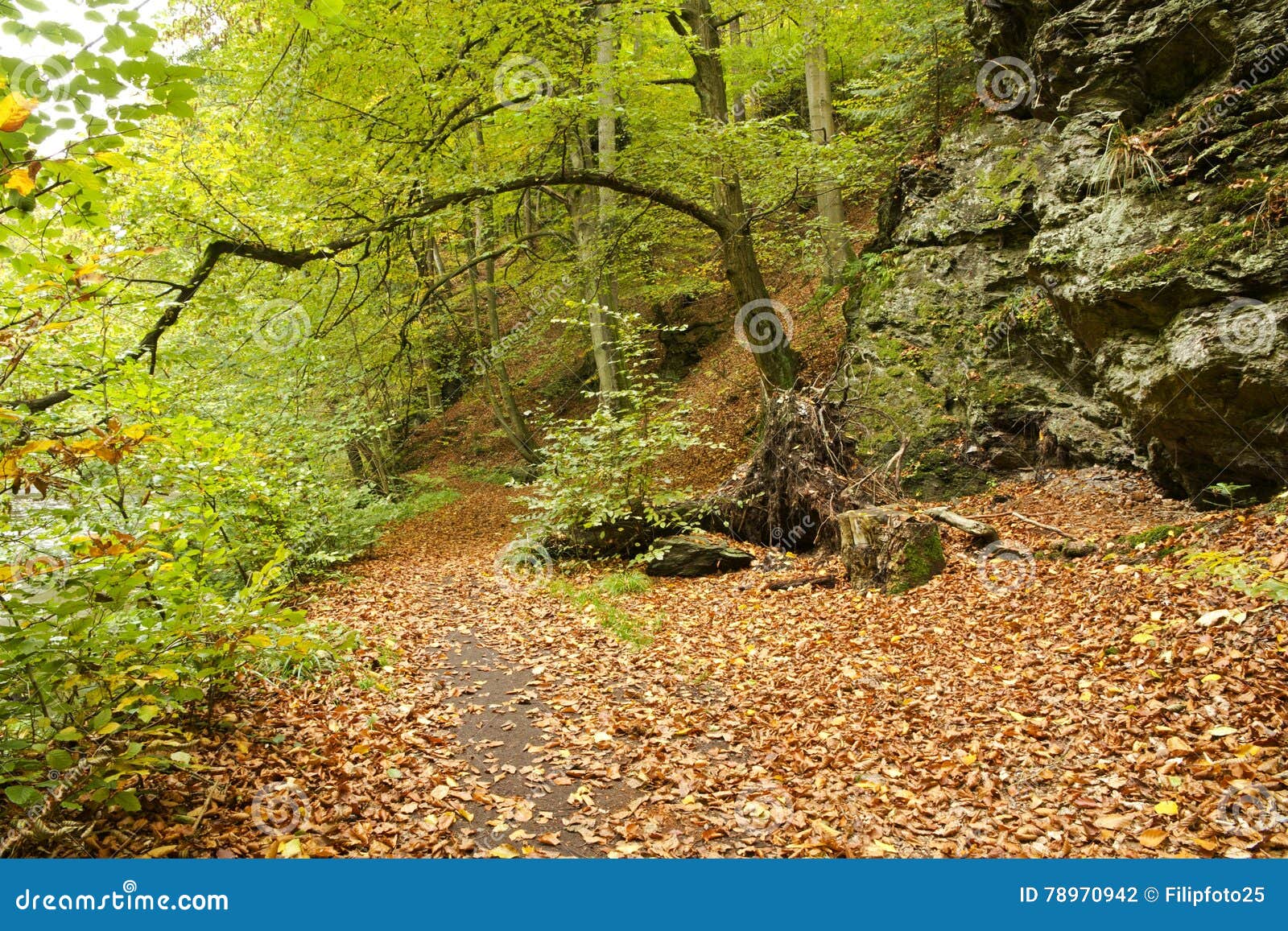 Leafy Path through Fall Forest Stock Photo - Image of path, fall: 78970942