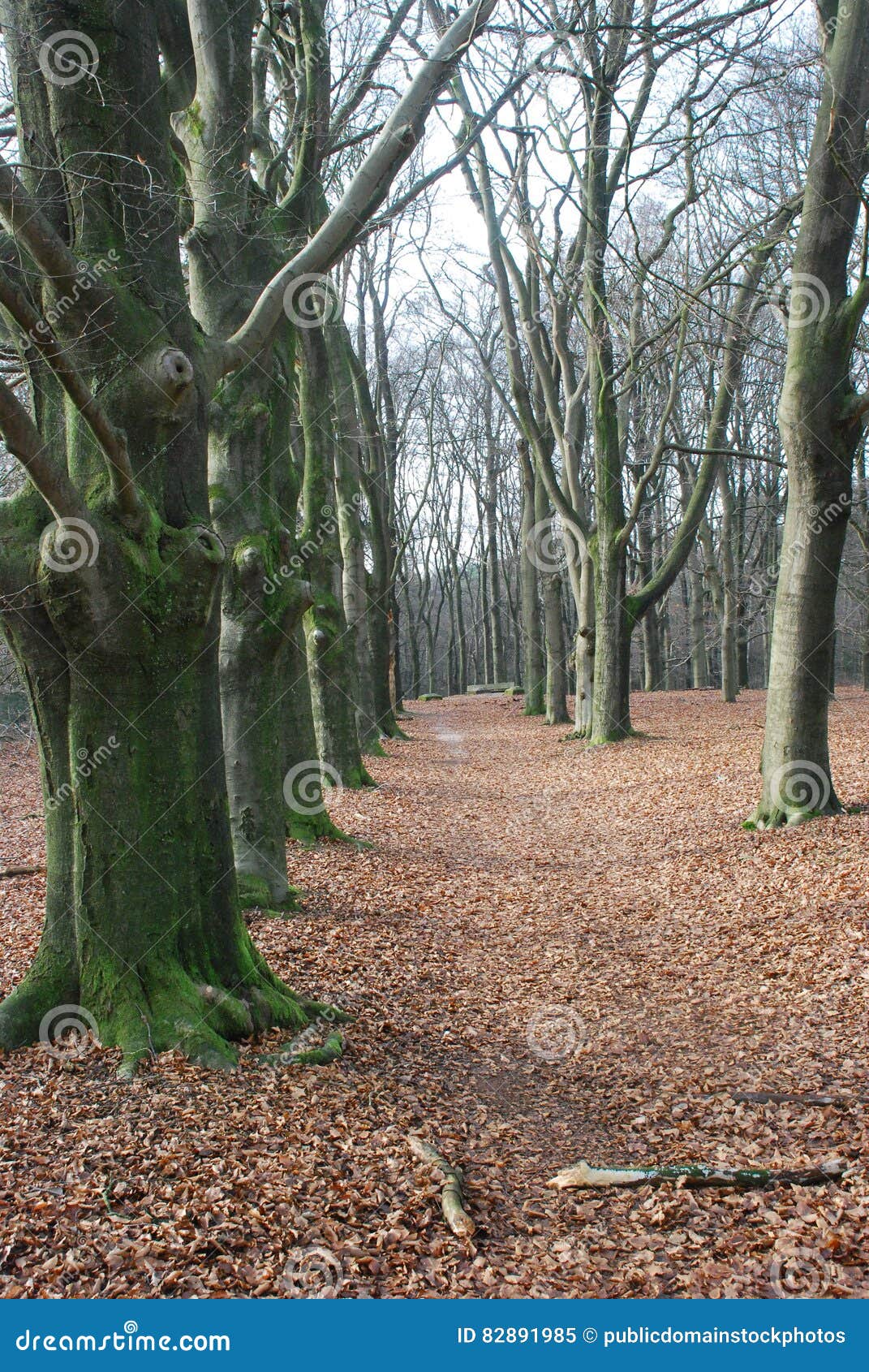 Leafy Path In Forest Picture. Image: 82891985