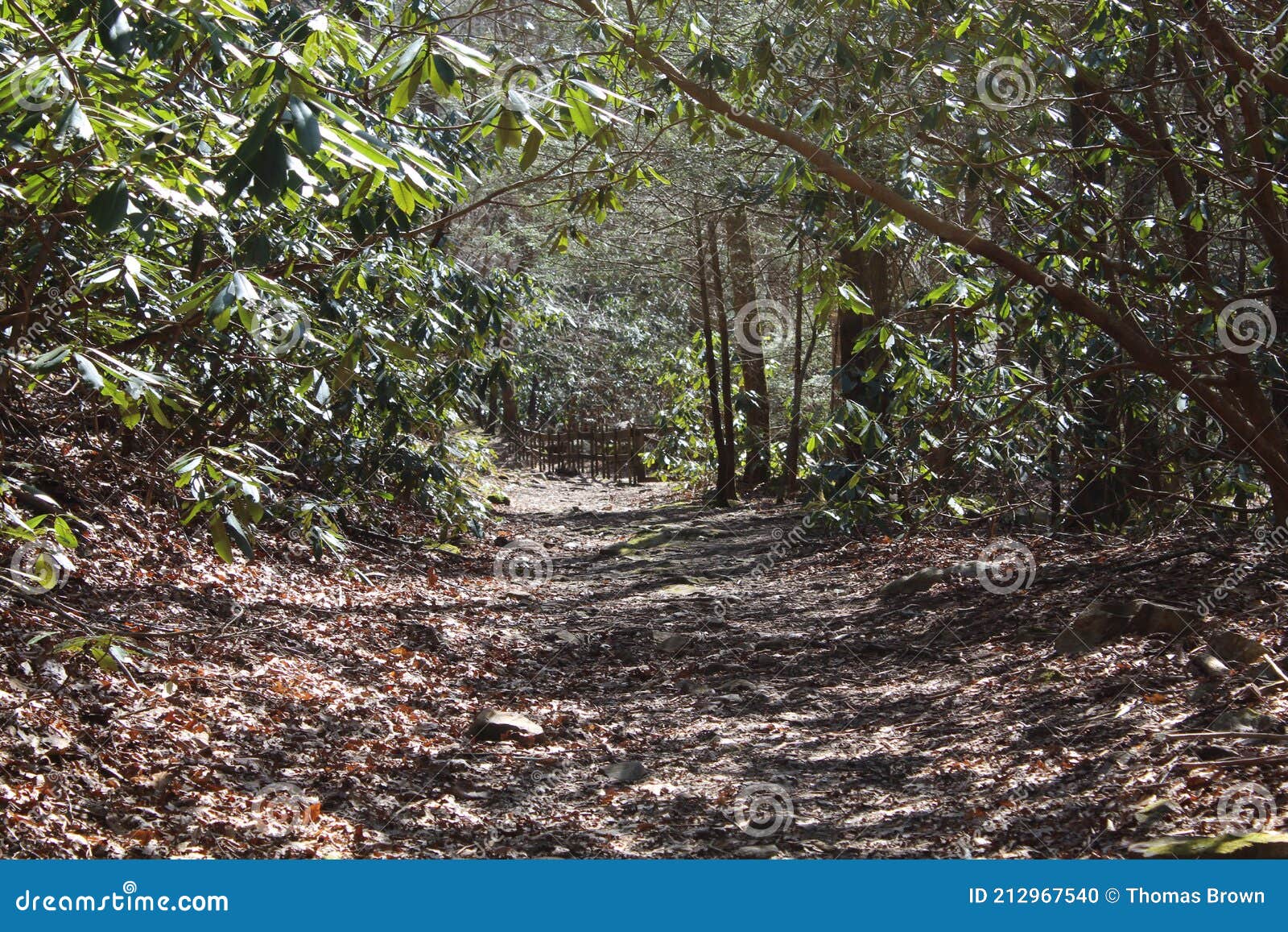 A Leafy Path Leading To a Wooden Gate in the Woods Stock Photo - Image ...