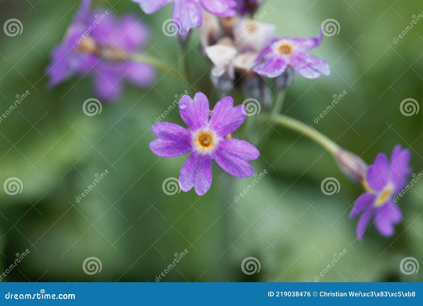 Leafy Primerose, Primula Frondosa Stock Photo - Image of frondosa ...