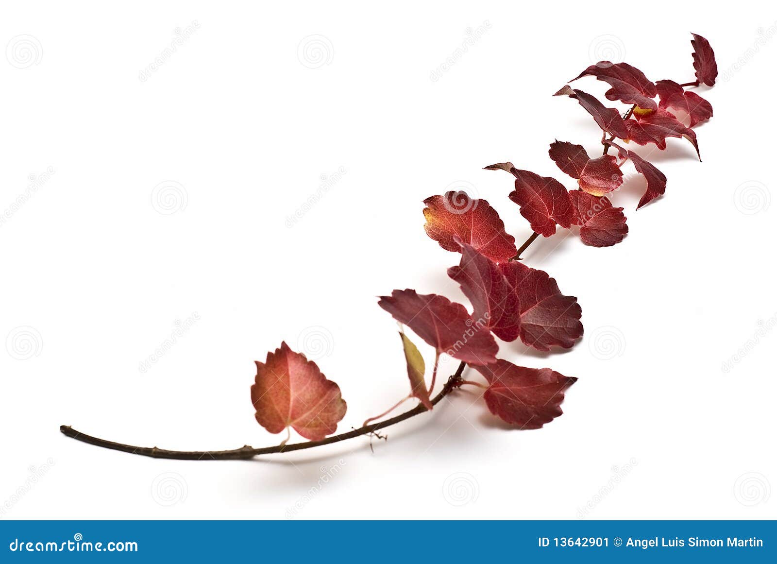 Leafy red Ivy branch stock image. Image of colourful - 13642901 Leafy red Ivy branch stock image. Image of colourful - 13642901