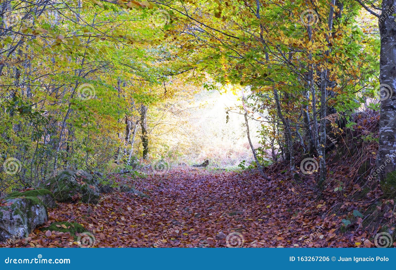 Leafy Road with Fall Colors in the Irati Forest, Navarra Stock Photo ...