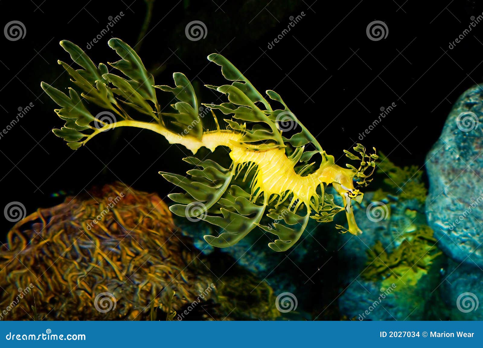Leafy Sea Dragon stock photo. Image of eques, fish, phycodurus - 2027034