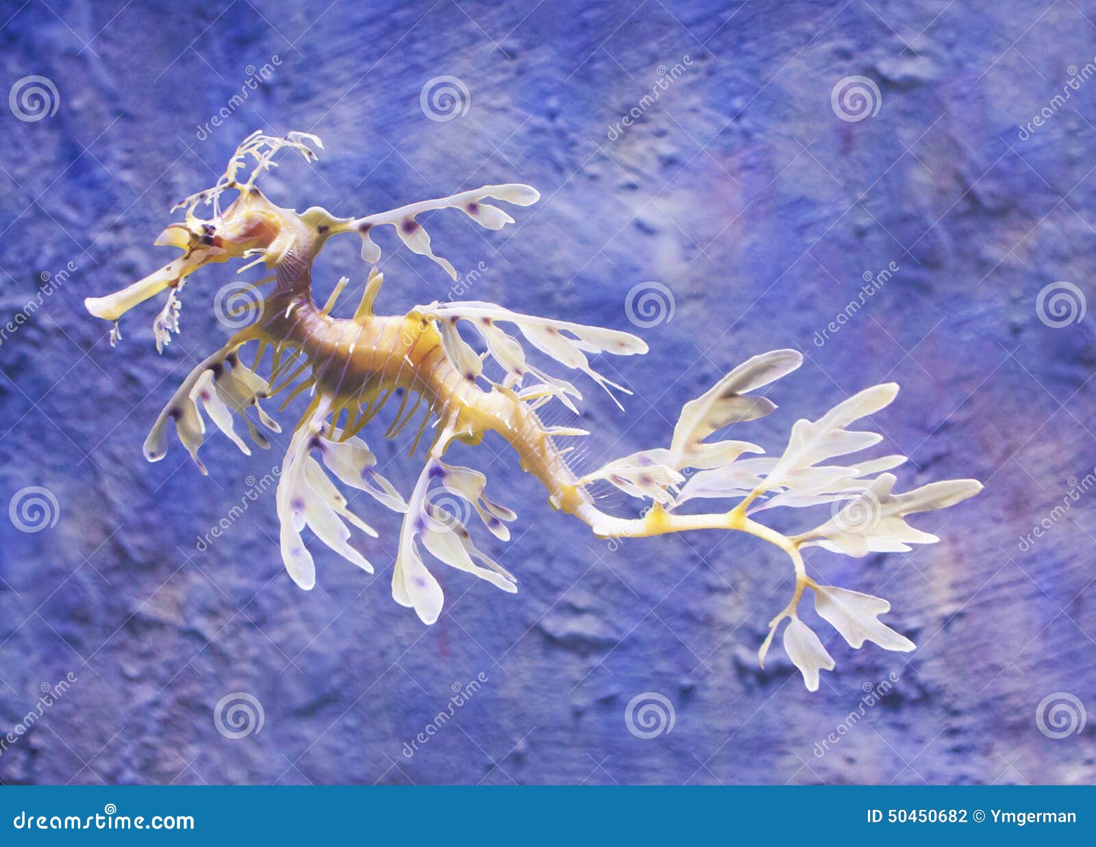Leafy Sea Dragon stock photo. Image of aquarium, glauert - 50450682