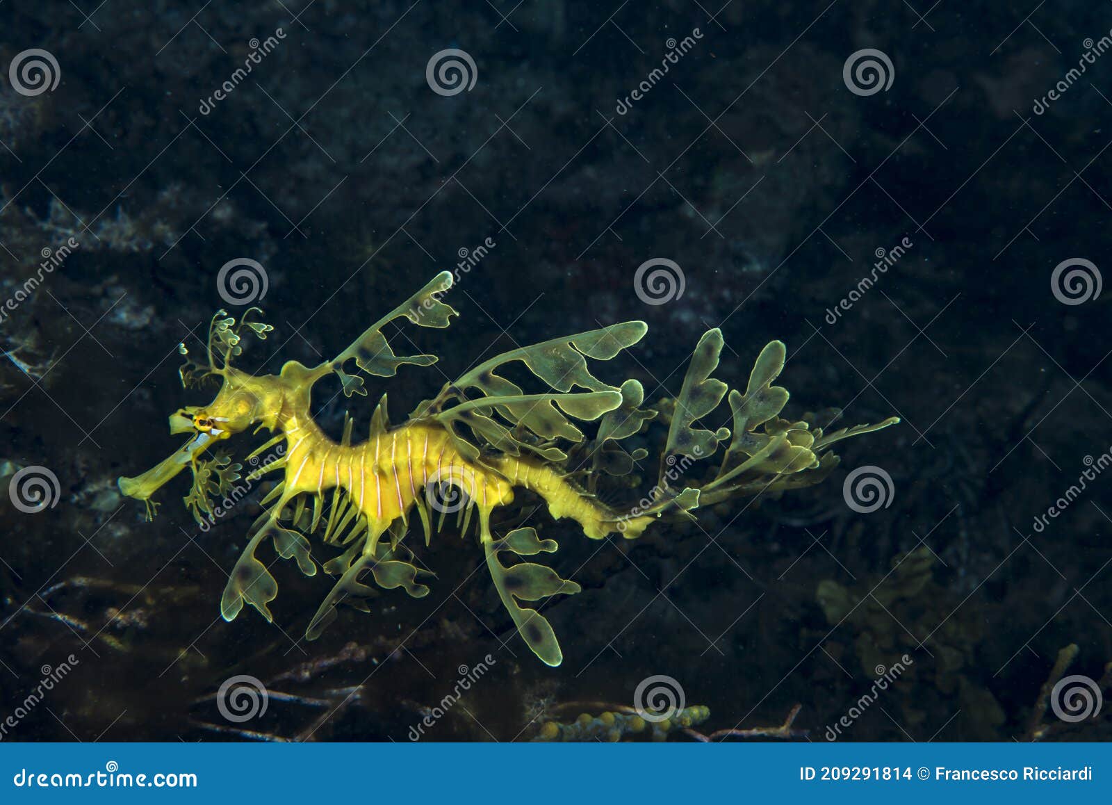 Leafy Seadragon Phycodurus Eques Stock Photo - Image of south, eques ...