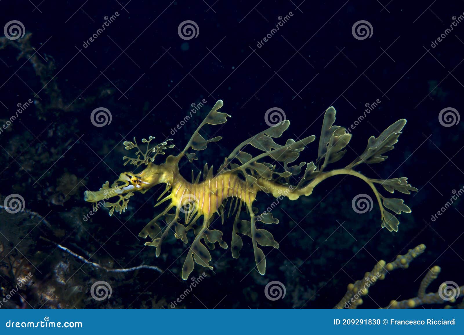 Leafy Seadragon Phycodurus Eques Stock Photo - Image of diving, south ...