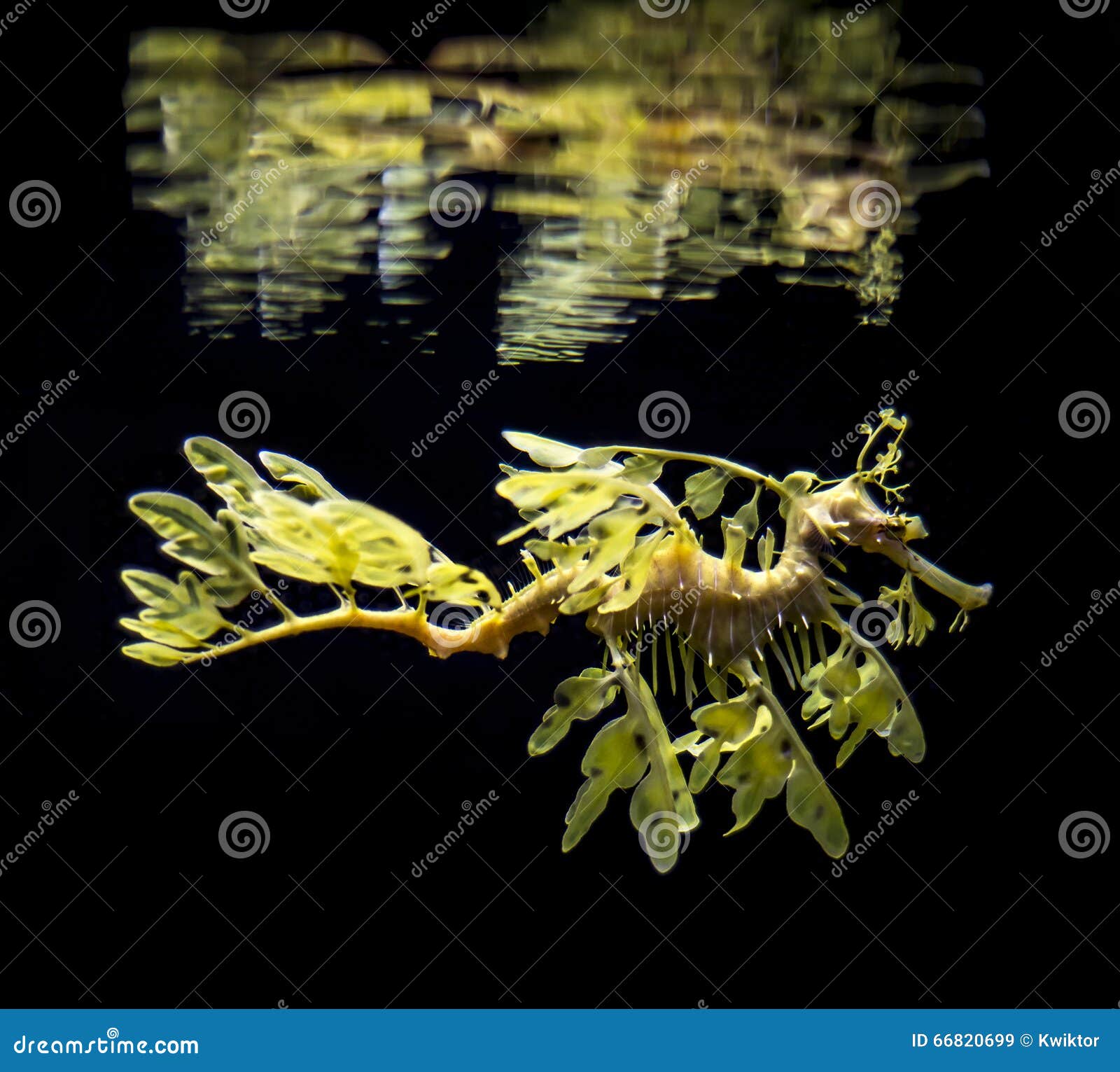 The Leafy Seadragon, Phycodurus Eques Stock Image - Image of colorful ...