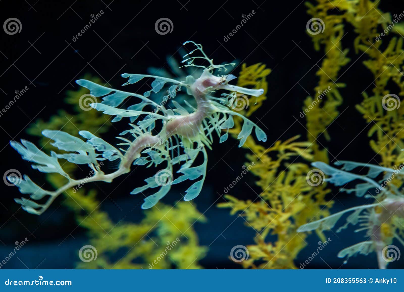 Yellow Leafy Seadragon Phycodurus Eques Stock Image - Image of eques ...