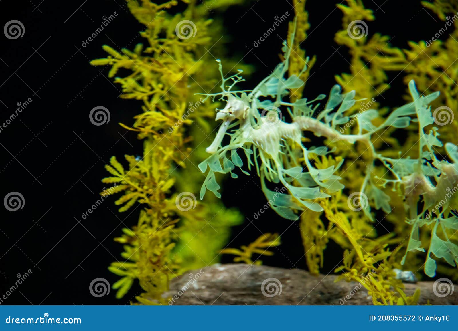 Yellow Leafy Seadragon Phycodurus Eques Stock Photo - Image of natural ...