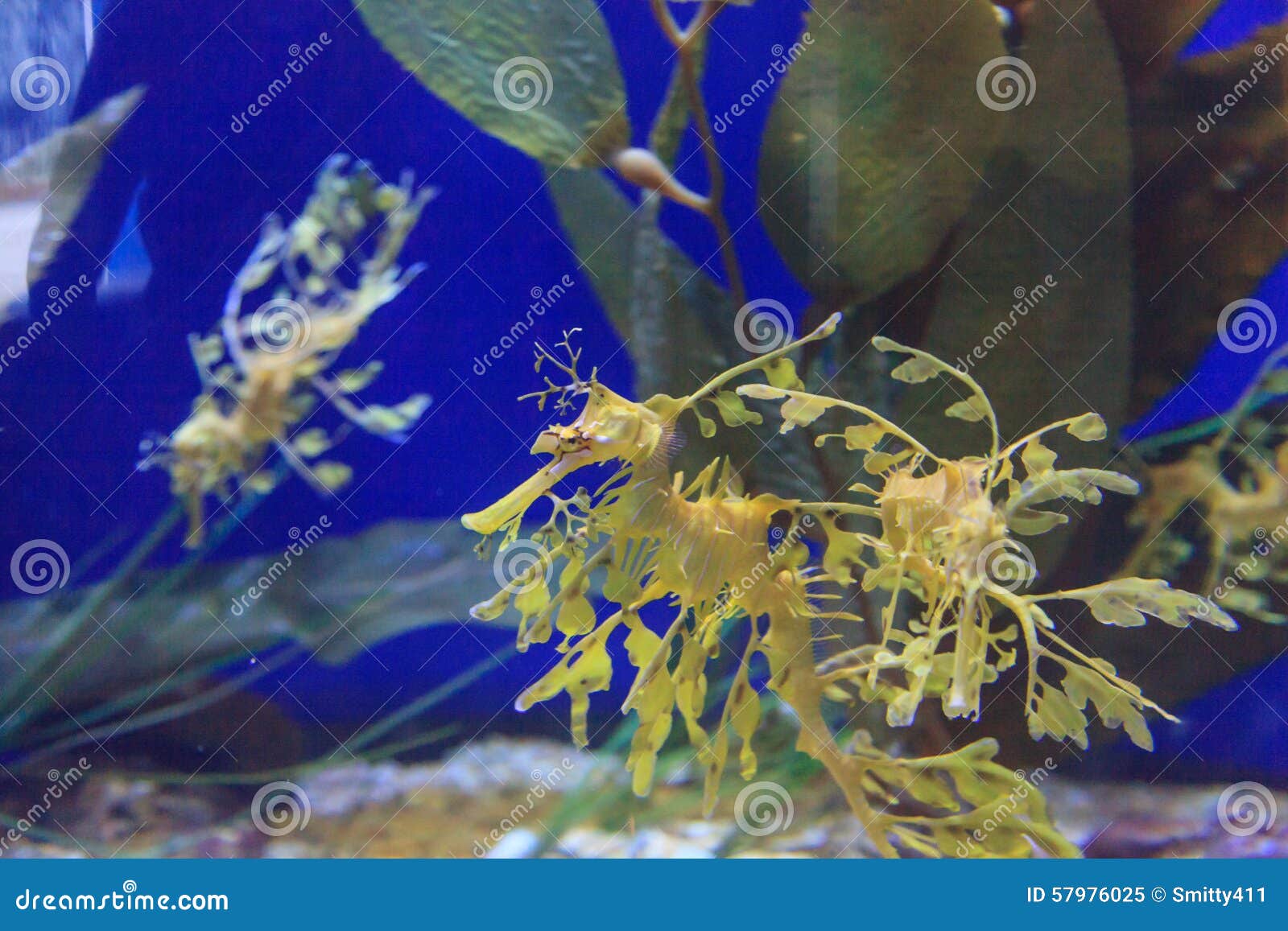 The Leafy Seadragon, Phycodurus Eques Stock Image - Image of deep ...