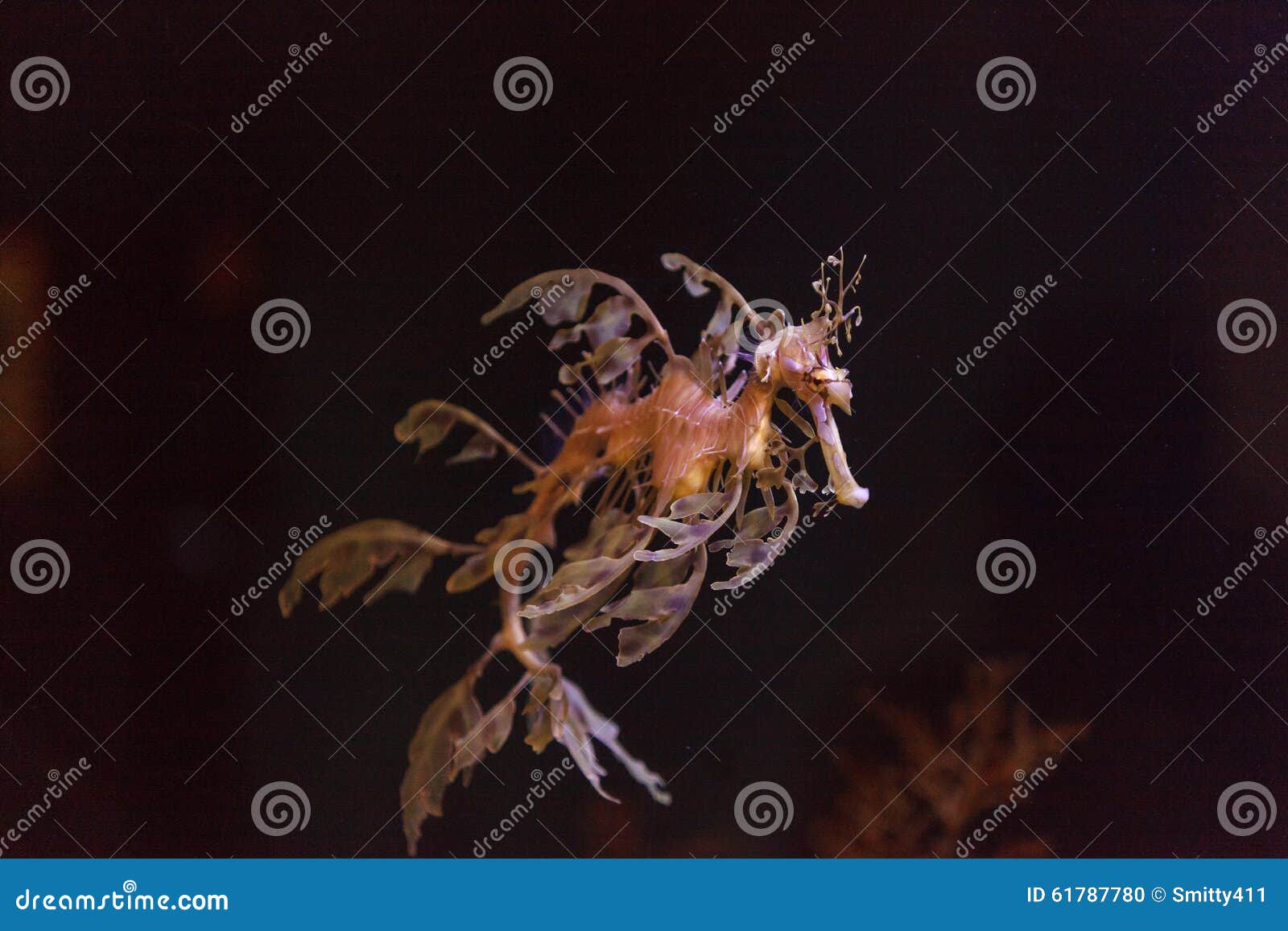 Leafy Seadragon, Phycodurus Eques Stock Photo - Image of attraction ...