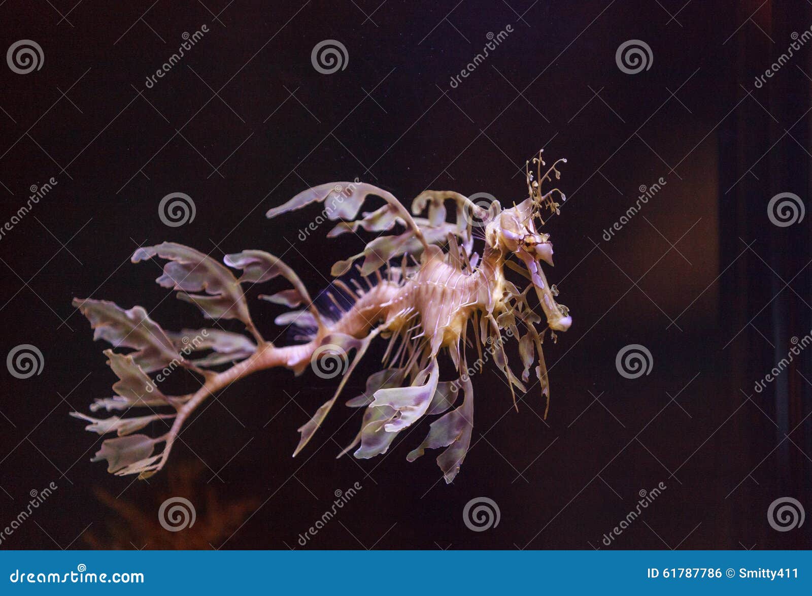 Leafy Seadragon, Phycodurus Eques Stock Photography | CartoonDealer.com ...