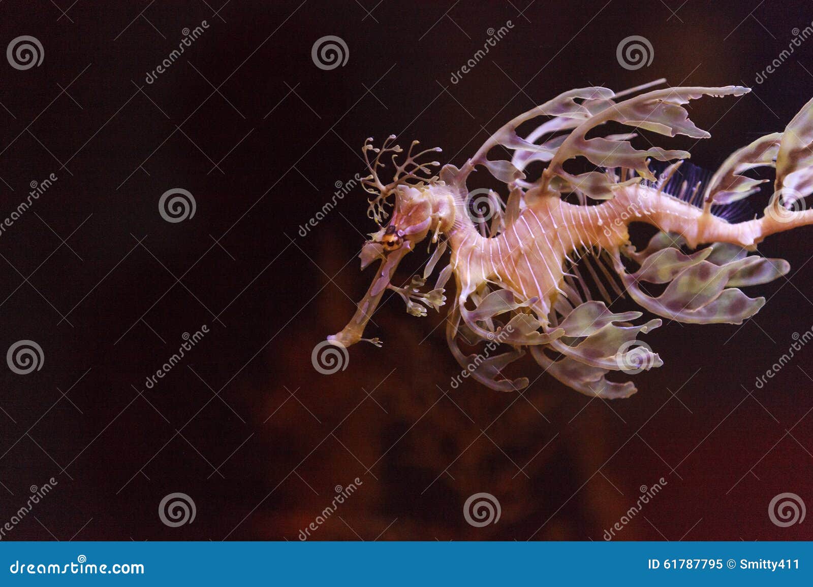 Leafy Seadragon, Phycodurus Eques Stock Image - Image of help, life ...